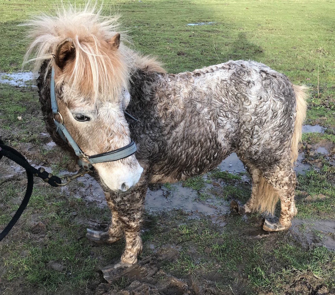 Appeal to find owner of Shetland ponies rescued by charity