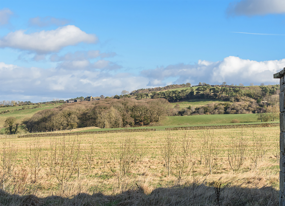 A gorgeous stone farmhouse, with stables, outdoor arena and 250-tree ...