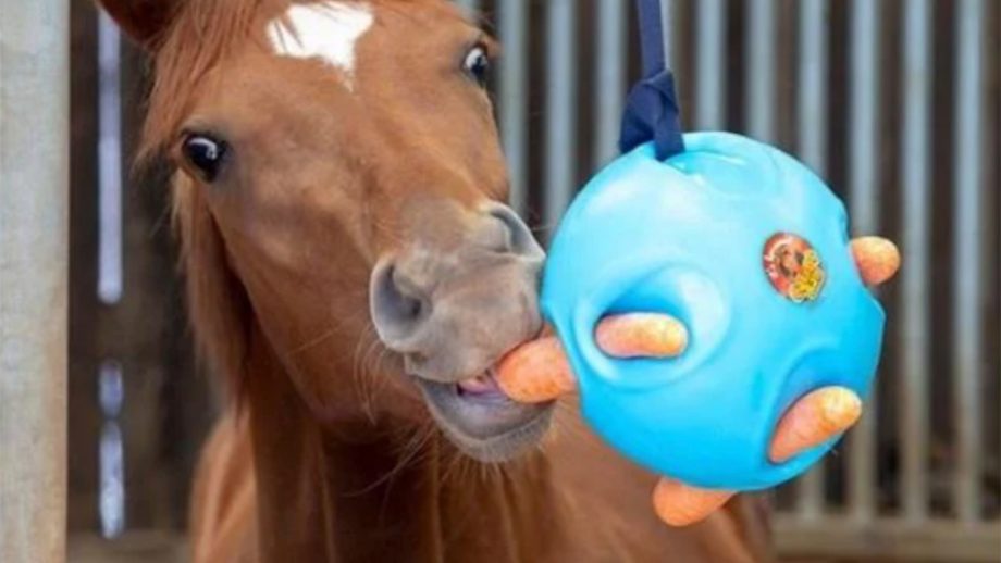 Best stable toys for horses to help ease boredom | Horse & Hound