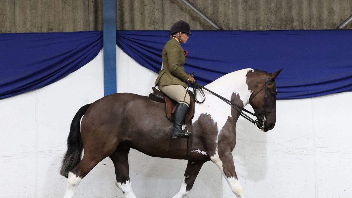 Cobs - Horse & Hound