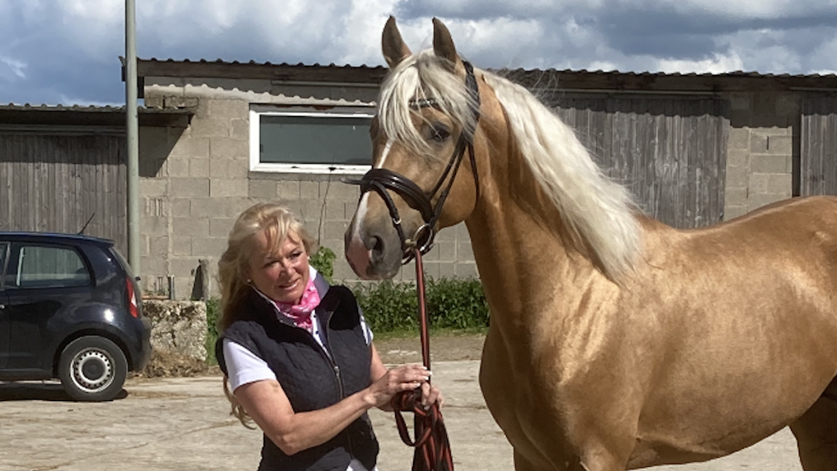 Palomino stallion Saturday Night Fever registered in ZfdP Stallion Book I
