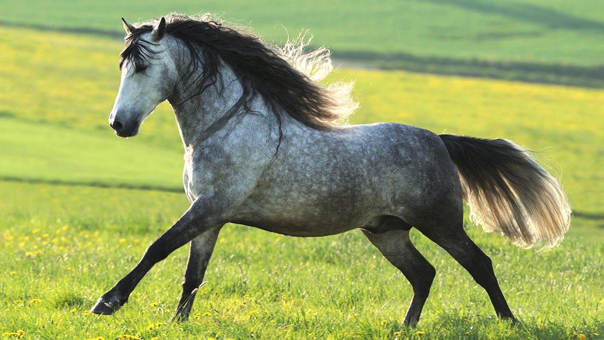 Percheron: the heavy draft horse combining elegance and power