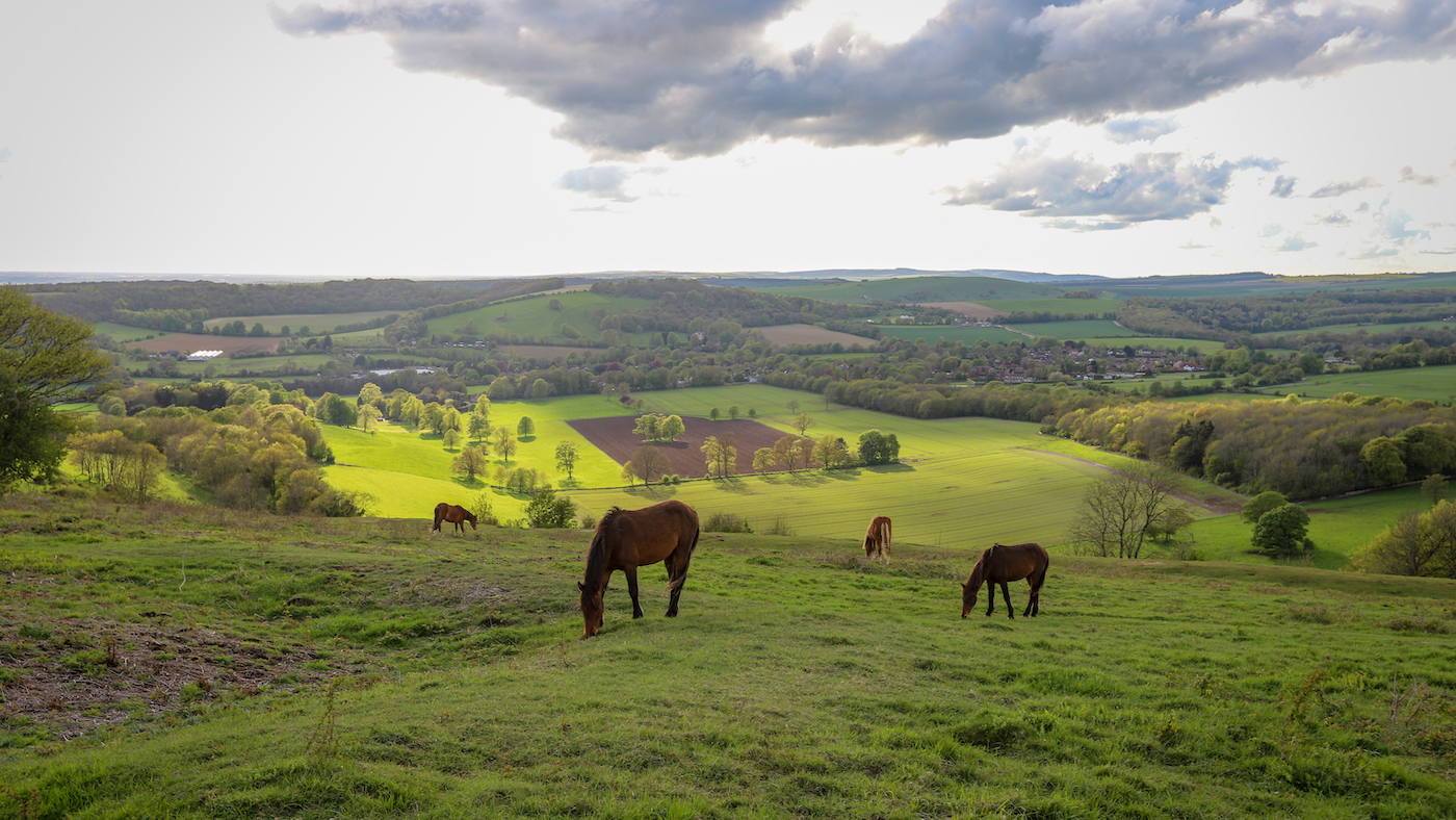 Animal Welfare (Sentience) Bill passes final stage - Horse & Hound