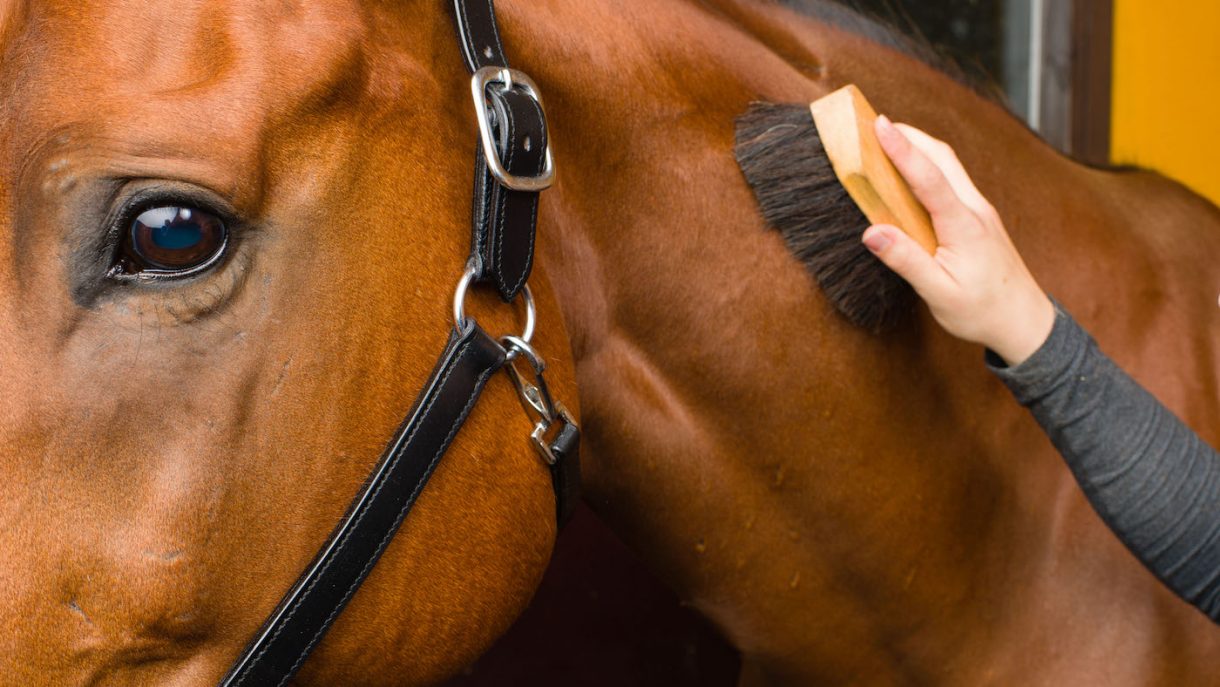 Pinworms in horses: understanding the risk | Horse & Hound
