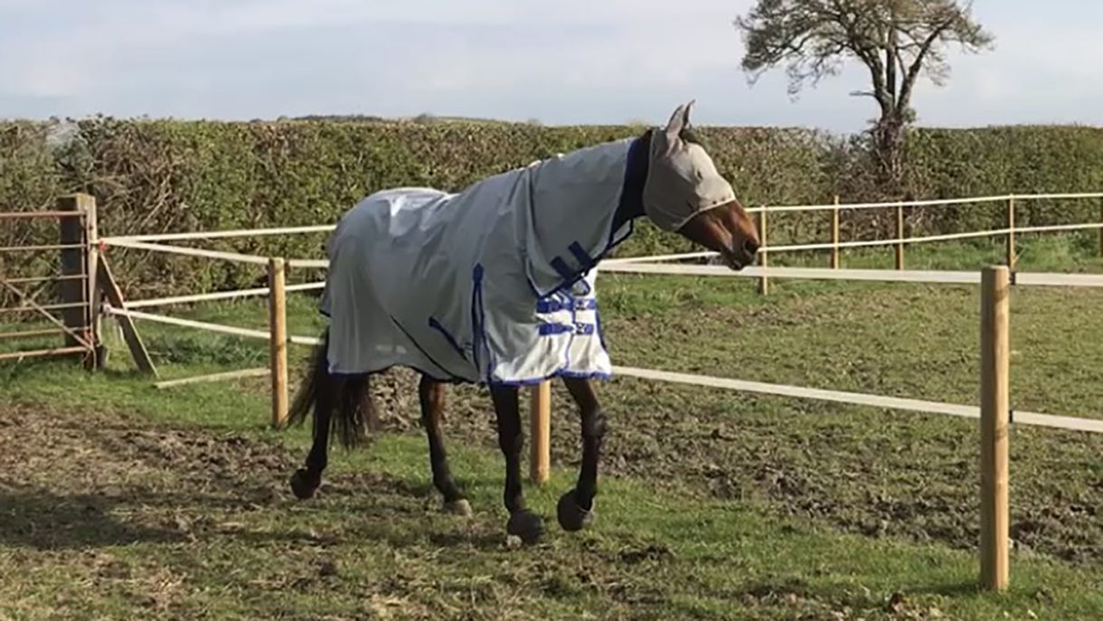 WeatherBeeta ComFiTec 600D/Mesh II waterproof fly rug | Horse & Hound