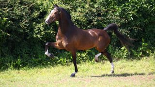 Hackney horse: the spectacular high-stepping carriage horse