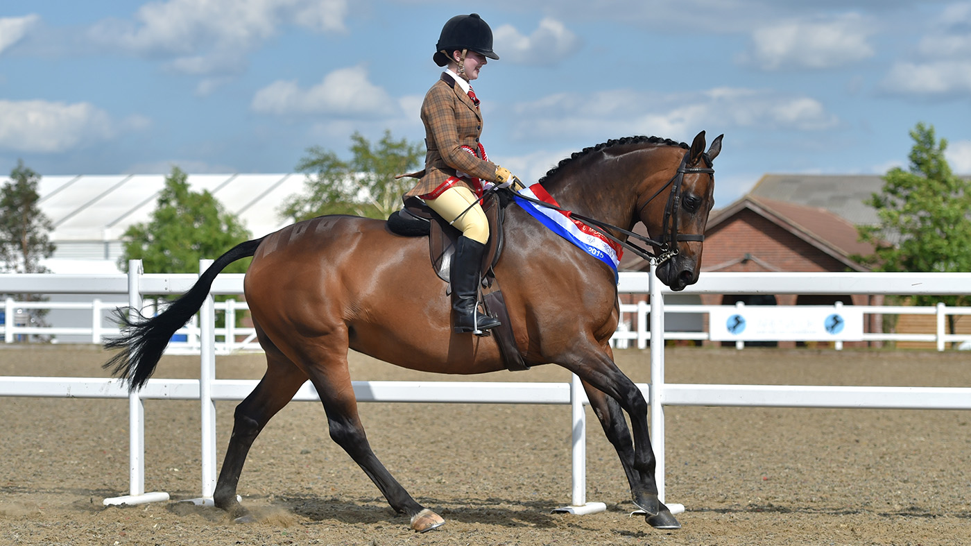 Farewell to show hunter pony Pendle First Light - Horse & Hound