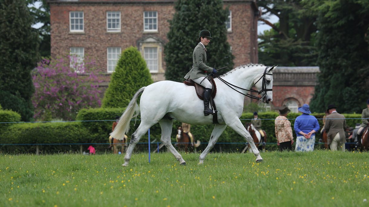 29 pictures to prove that cobs CAN do dressage (and excel at it ...