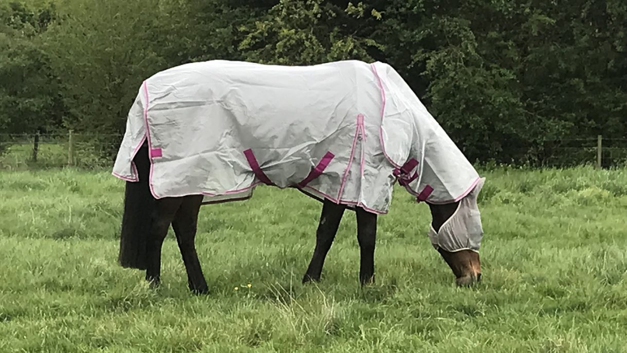 Best waterproof fly rugs for horses | Horse & Hound