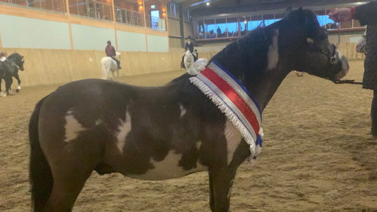 Miniature sensation Microdave dazzles in showing career