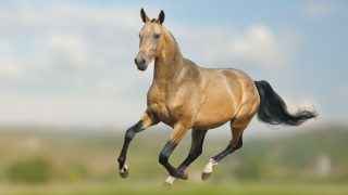 Akhal Teke: the "golden horse" prized for its stamina, speed and shimmer
