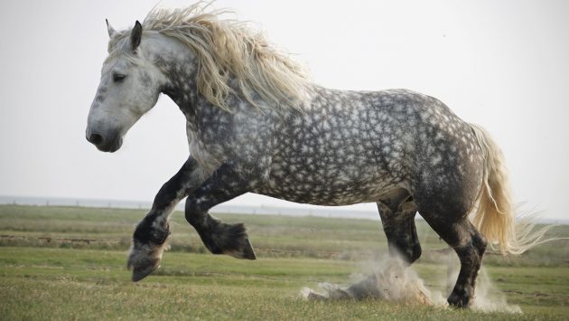 Percheron: the heavy draft horse combining elegance and power