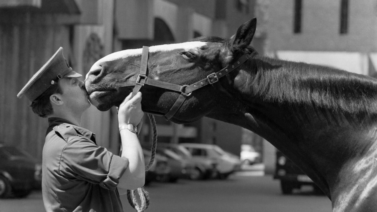15 famous horses in history – and their incredible stories