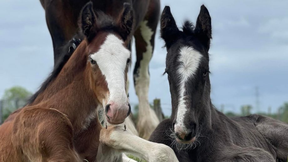 The Shire horse: all you need to know about this majestic breed