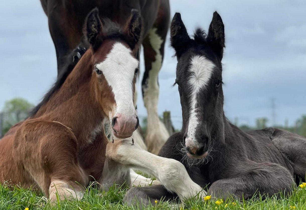 ‘Once in a million the first time’: two mares are each raising an ...