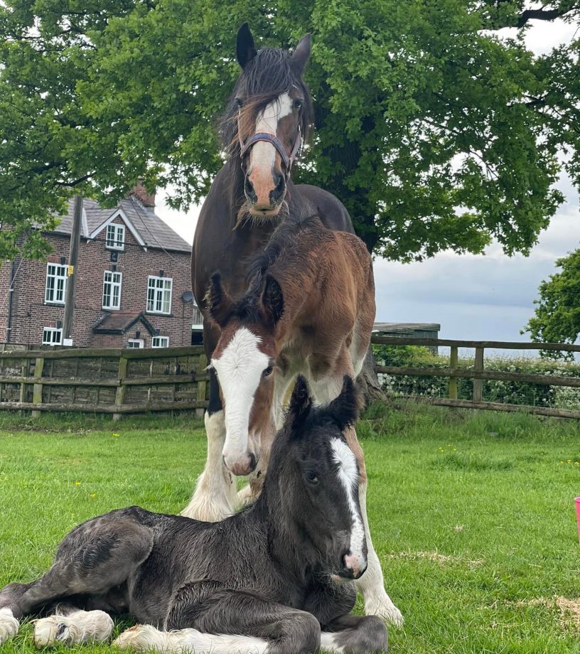 ‘She’s lovely with him’: Shire mare takes on orphaned colt alongside ...