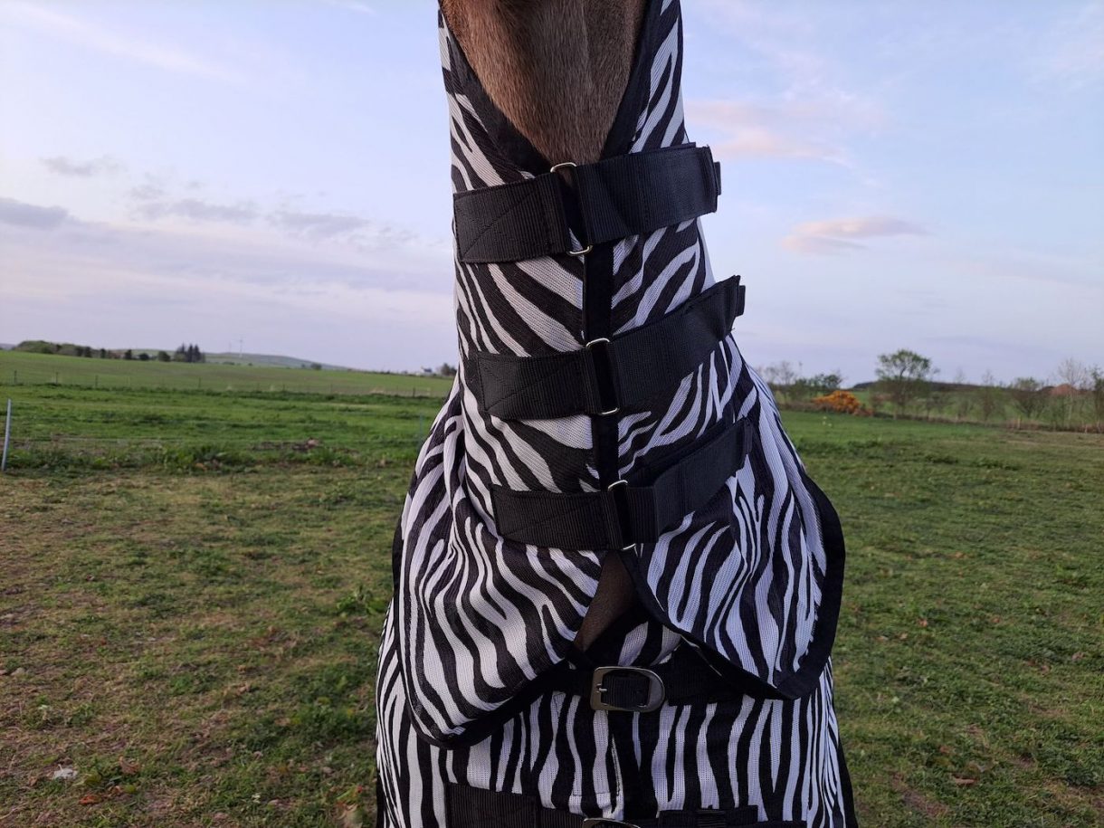 StormX Original Zebra Fly Rug review | Horse & Hound