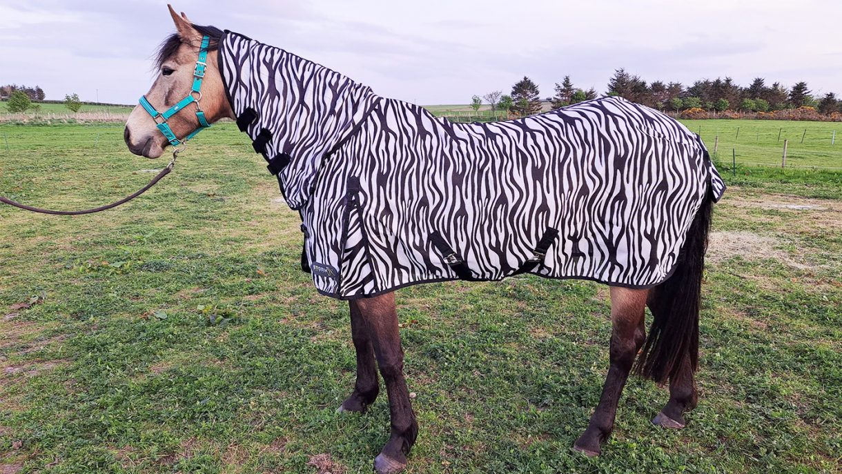 StormX Original Zebra Fly Rug review | Horse & Hound