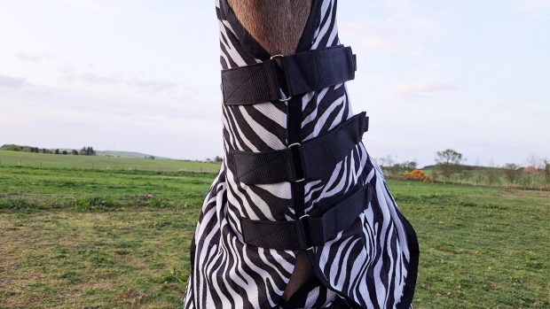 StormX Original Zebra Fly Rug review | Horse & Hound