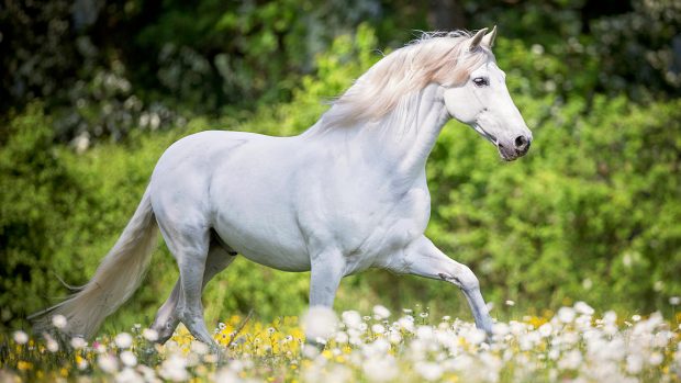 Andalusian horse: the looks, heritage and history of the Spanish breed