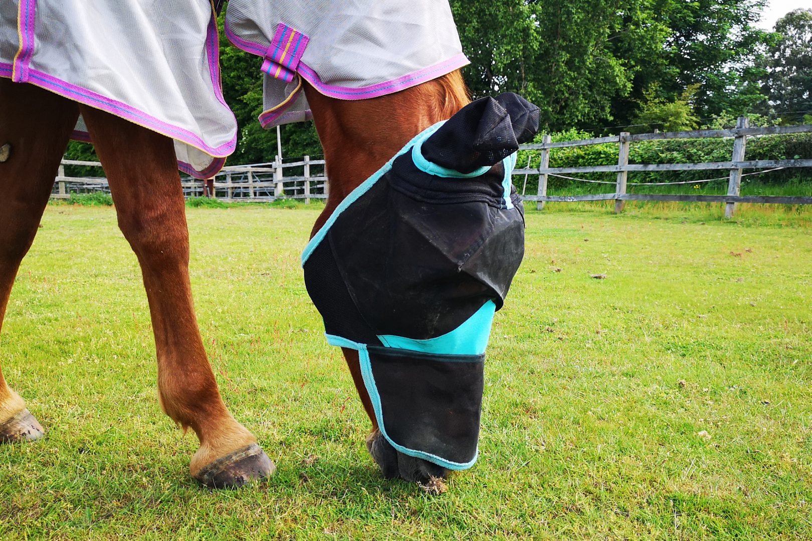 Best fly masks for horses in a range of designs | Horse & Hound