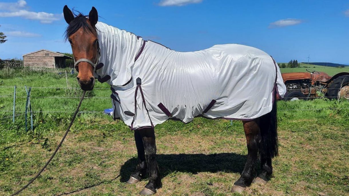 Best fly rugs to protect your horse | Horse & Hound