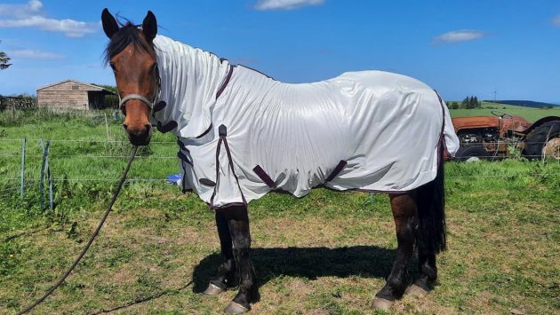 Best fly rugs to protect your horse | Horse & Hound