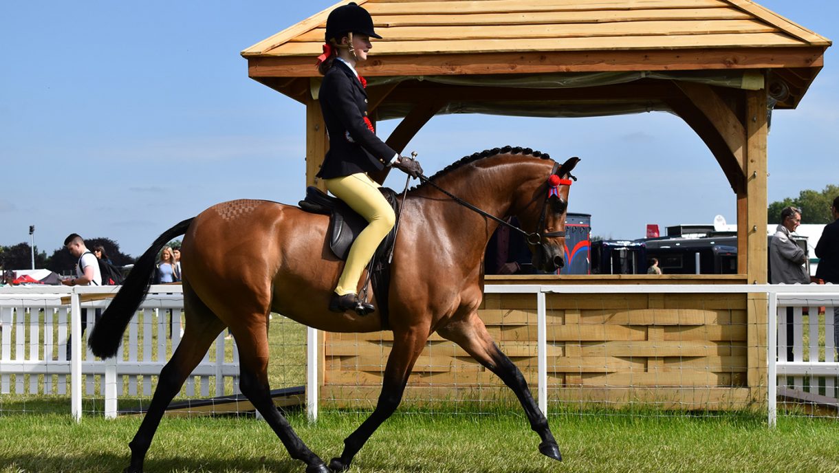 HOYS-winning young rider provides former show pony with a new career in ...