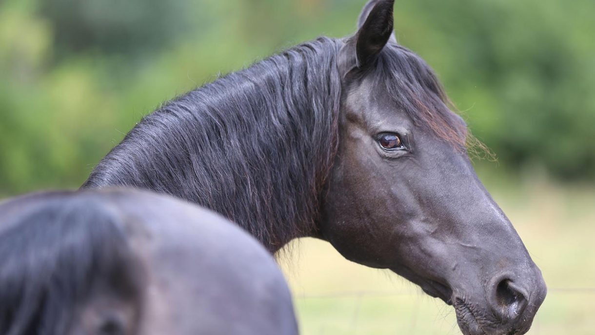 Percheron: the heavy draft horse combining elegance and power