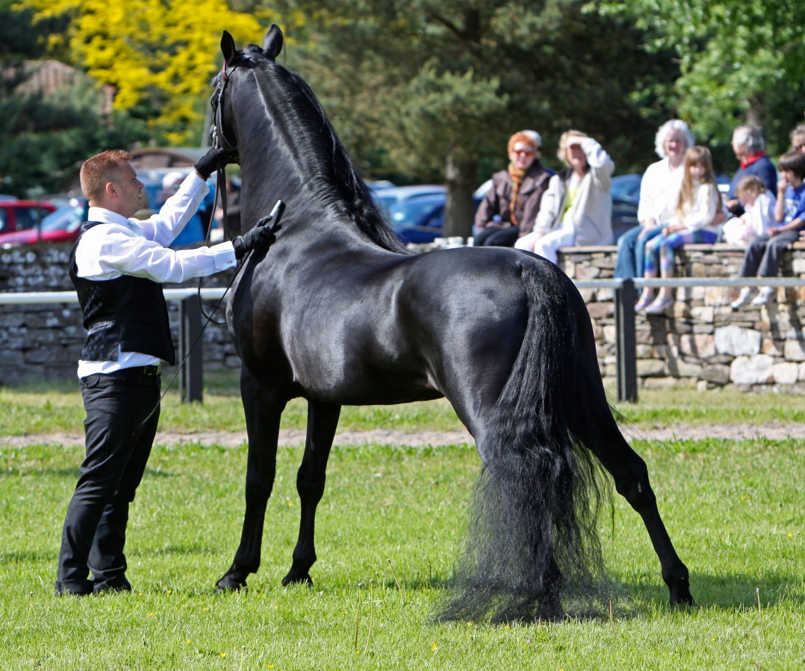 Morgan horse: America’s first breed is perhaps the ultimate all-rounder