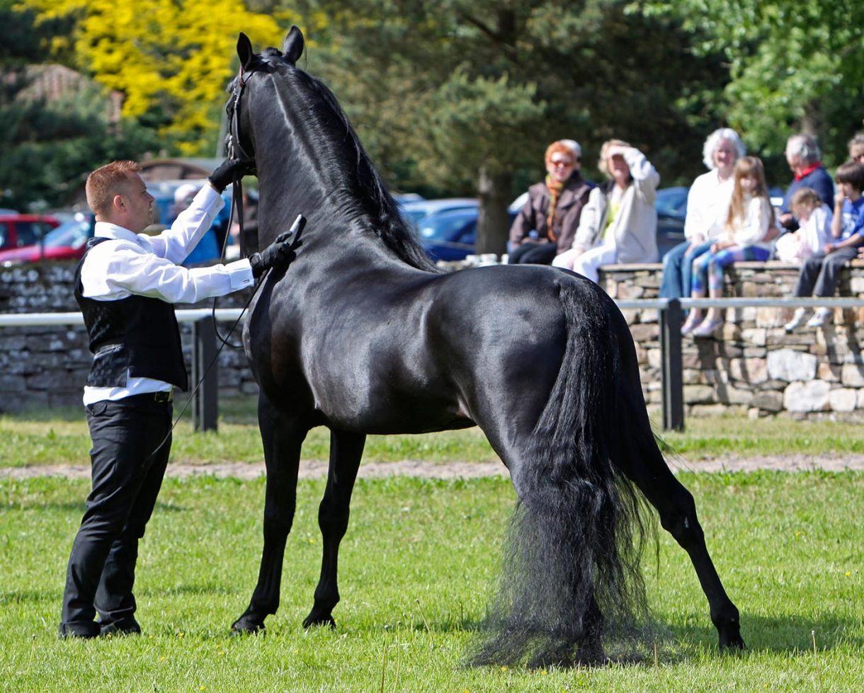 Morgan horse: America’s first breed is perhaps the ultimate all-rounder