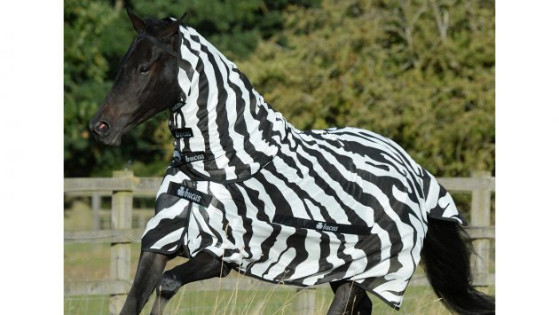 Best fly rugs for horses: find the best protection | Horse & Hound
