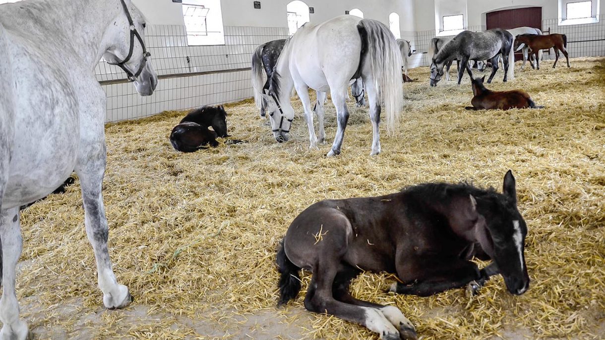 Lipizzaner horse: the oldest pure-bred horse in Europe