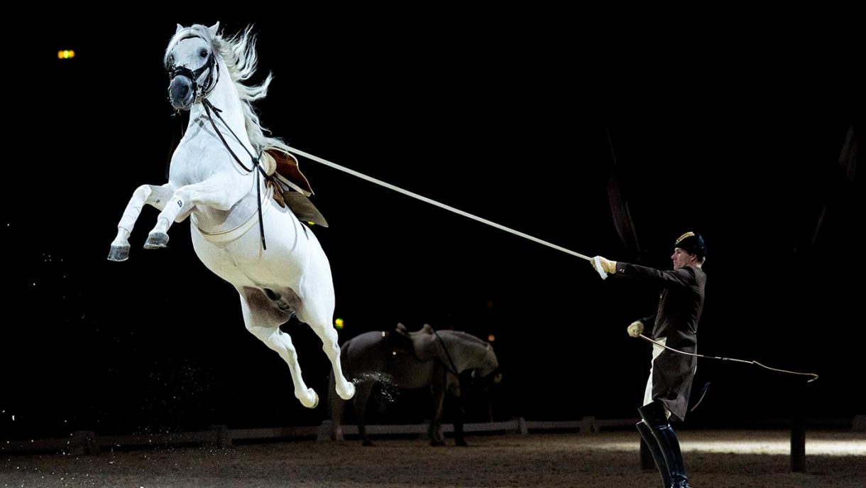 Lipizzaner horse: the oldest pure-bred horse in Europe