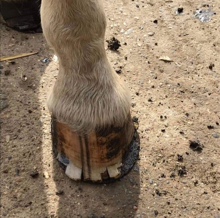 Hoof wall separation disease: owner's warning for Connemara ponies