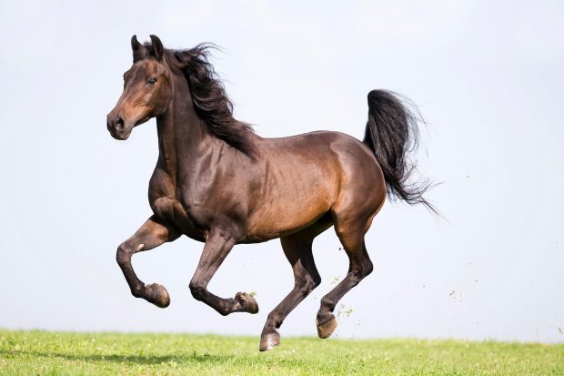 Morgan horse: America’s first breed is perhaps the ultimate all-rounder