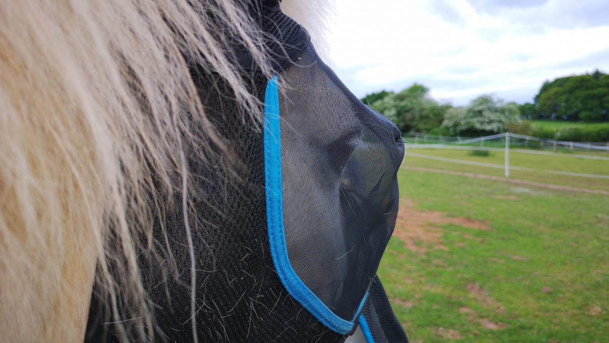 Best ride-on fly rugs for protection while hacking | Horse & Hound