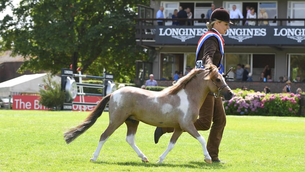 Miniature horses – a perfectly proportioned and selectively bred equine