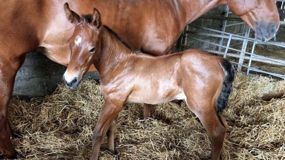 Equine herpes virus - Horse & Hound