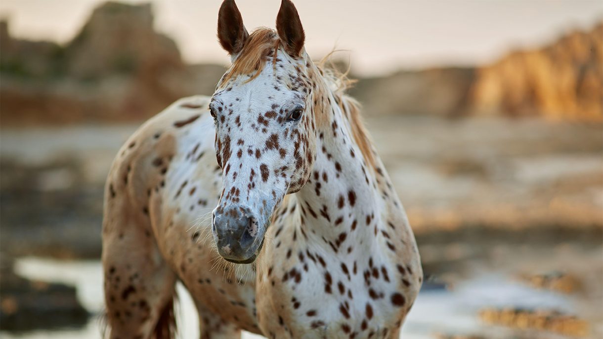 About the British Spotted Pony: height, colours and more | Horse & Hound