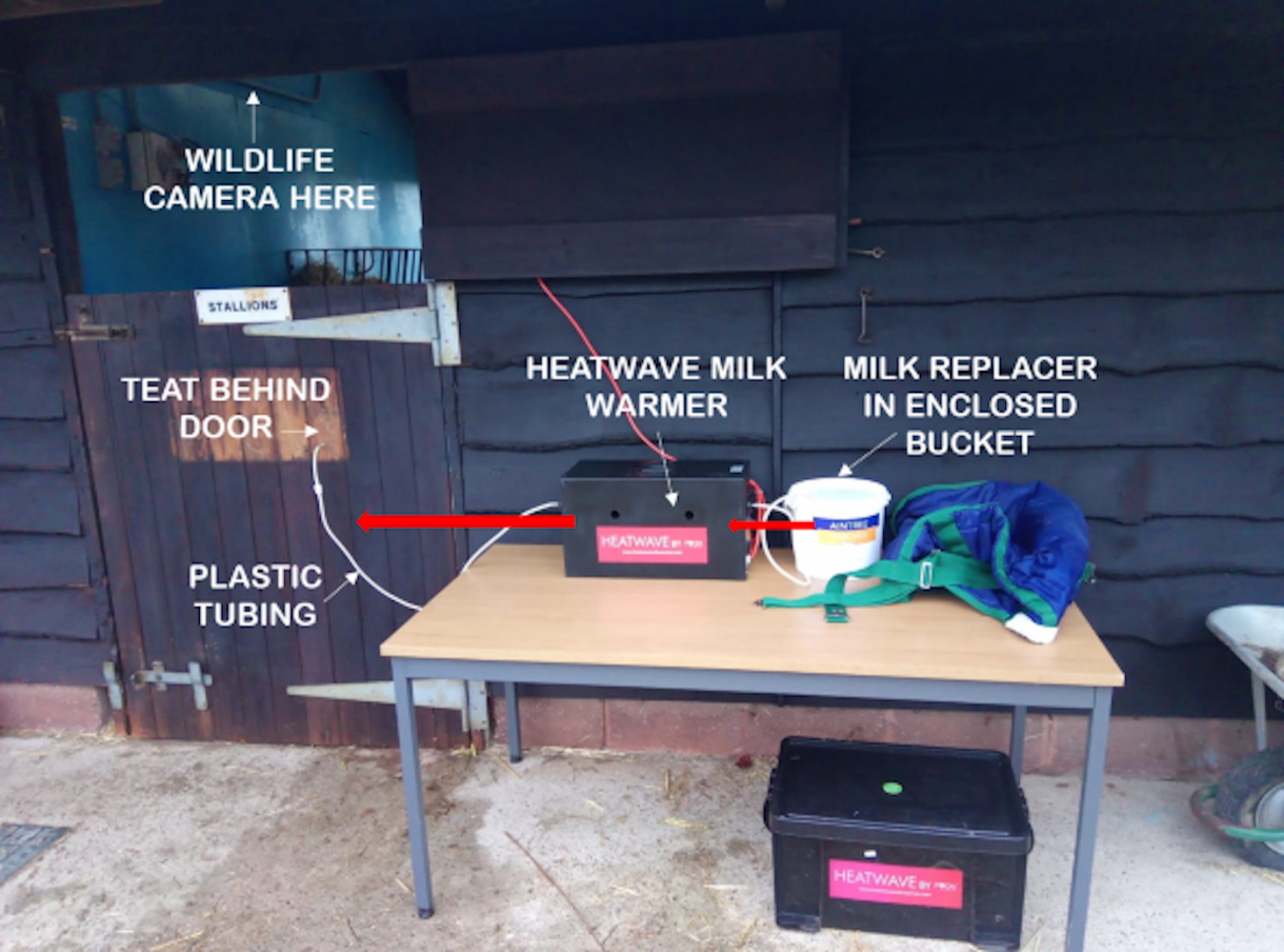 ‘Pioneering’ adaption of lamb feeding system benefits orphan foals
