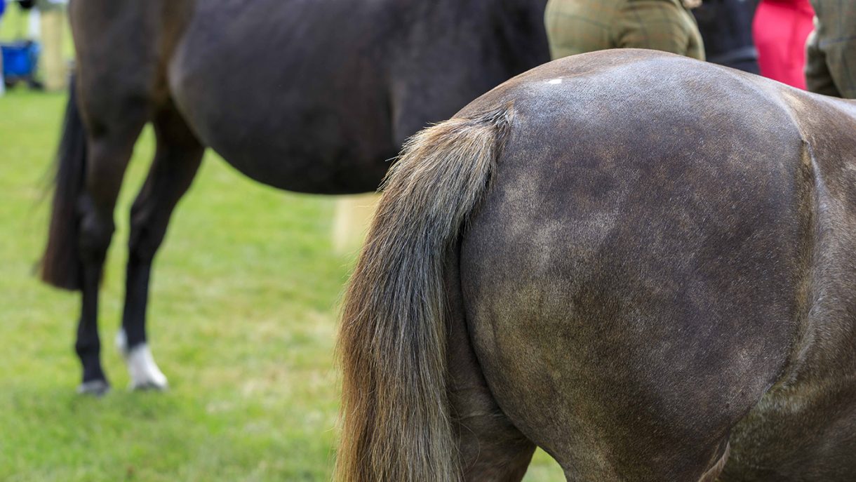 National Pony Society's Fit for the Future scheme promotes healthy ponies