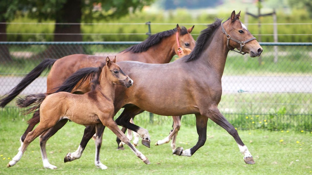 Hackney horse: the spectacular high-stepping carriage horse