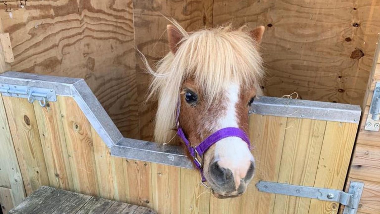 Six Shetlands among those honoured in annual awards - Horse & Hound