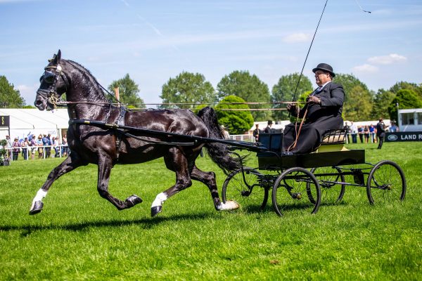 Hackney horse: the spectacular high-stepping carriage horse