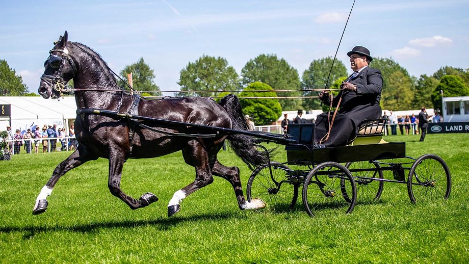 Hackney horse: the spectacular high-stepping carriage horse