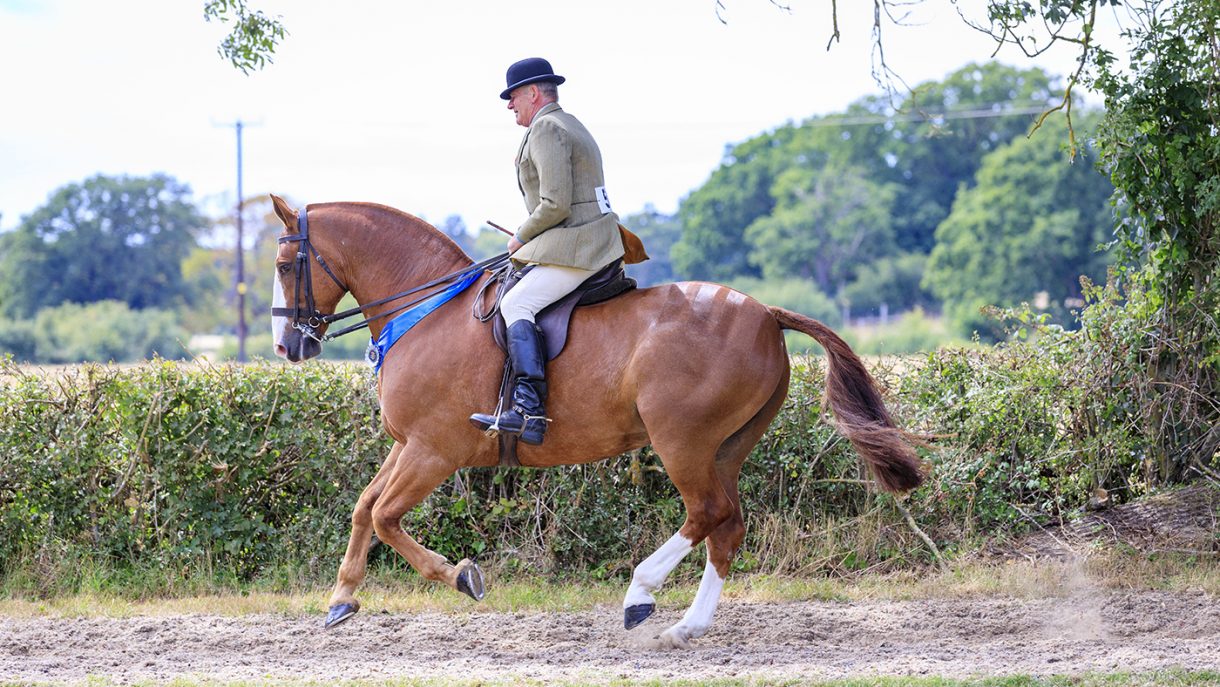 H&H's guide to hogged show cobs - Horse & Hound