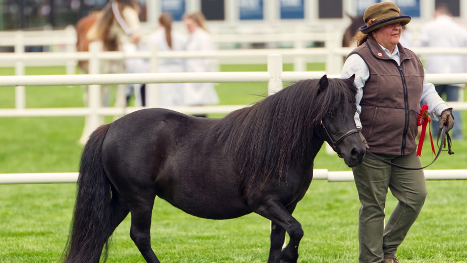 The royal baby's first pony - Horse & Hound