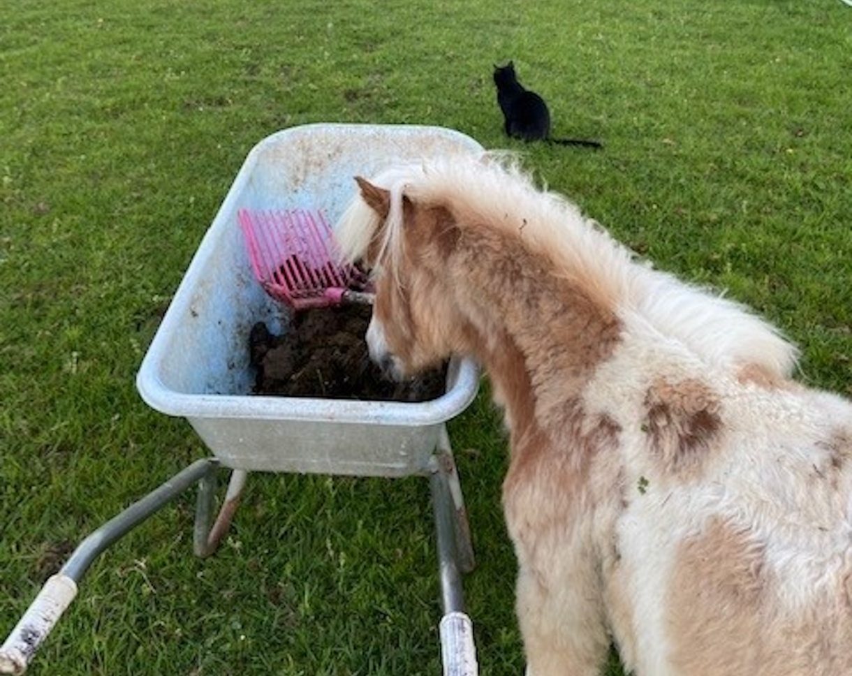How a ‘feisty’ cat who did not like human fuss found her niche in the ...