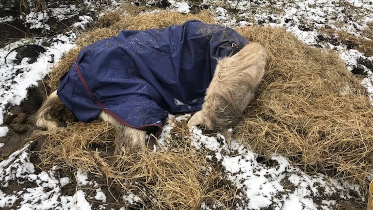 Grand prix dressage rider found guilty of causing horses suffering ...